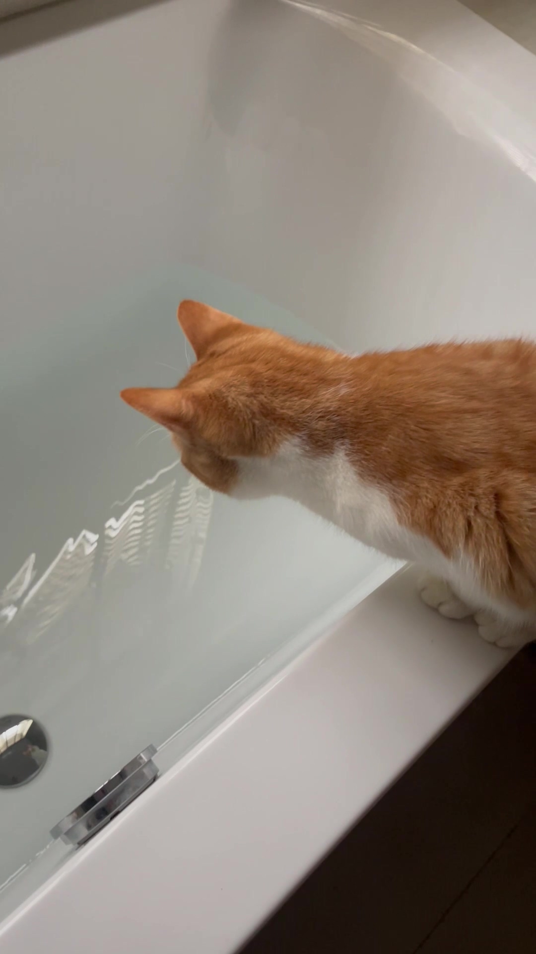 DUMPERT Kat En Bad