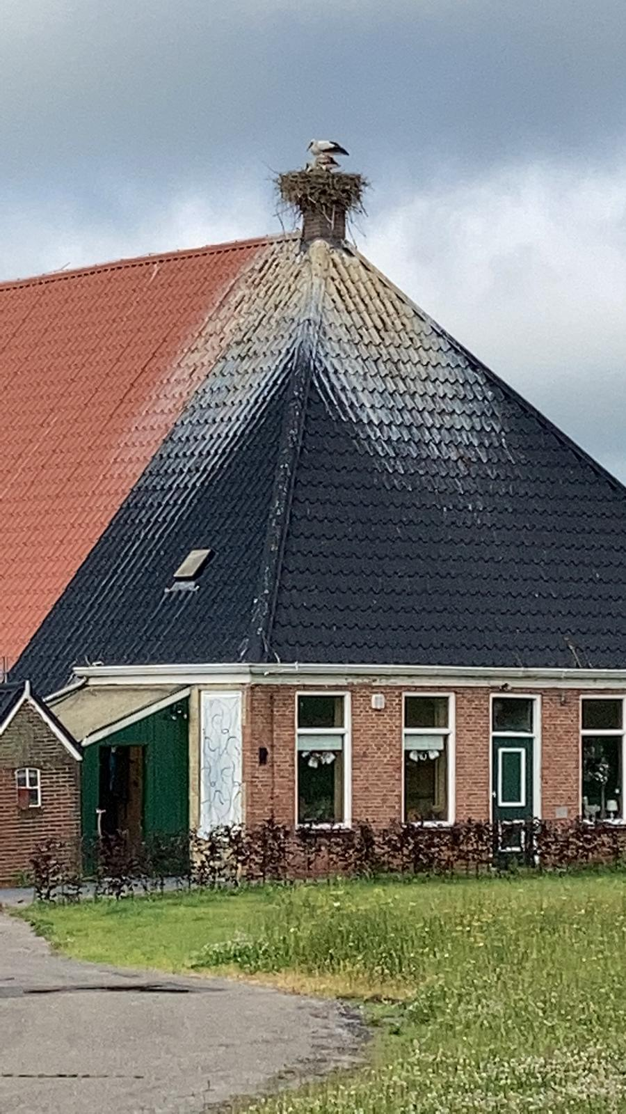 DUMPERT - Ooievaar met diarree