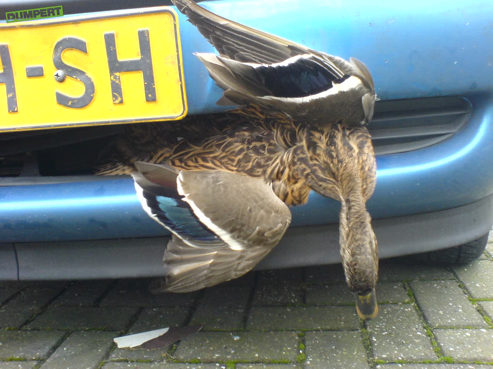 DUMPERT - Dooie eend