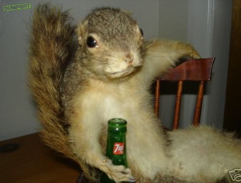 DUMPERT - Chillende Eekhoorn