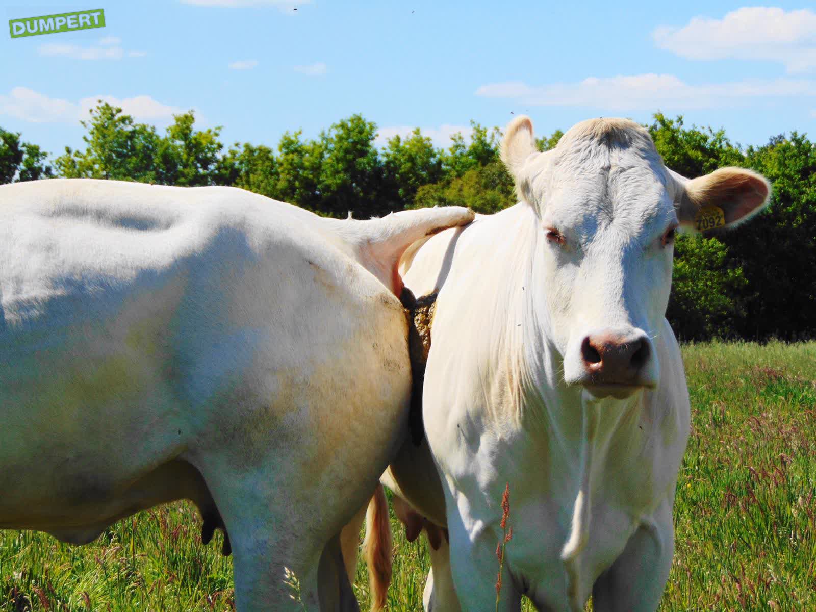 DUMPERT - Ff schijten