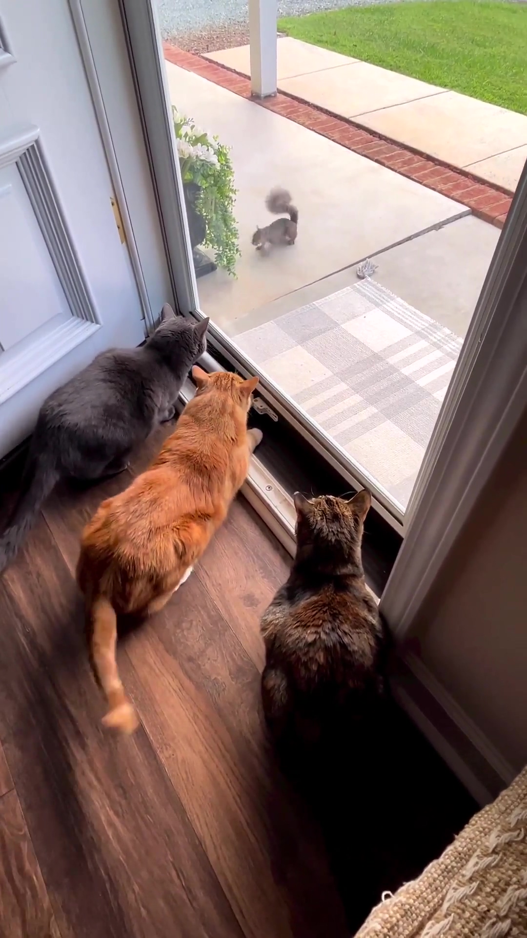 DUMPERT - Zooooo dichtbij