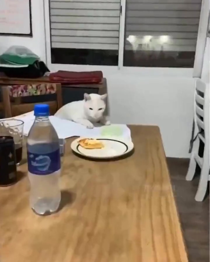 DUMPERT - Poes wil ook gewoon een stukje