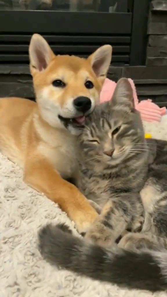 DUMPERT - Kattenoortje sabbelen