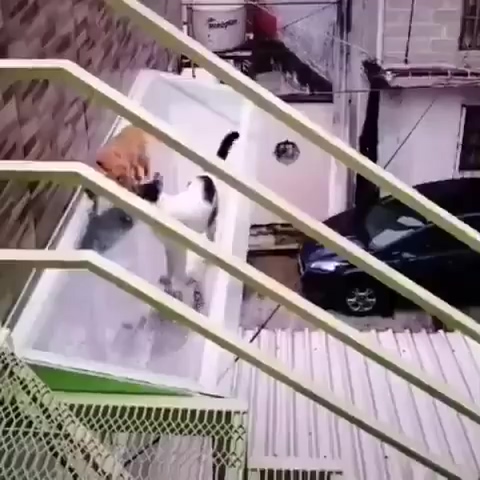 DUMPERT - Slipcursus voor de kat