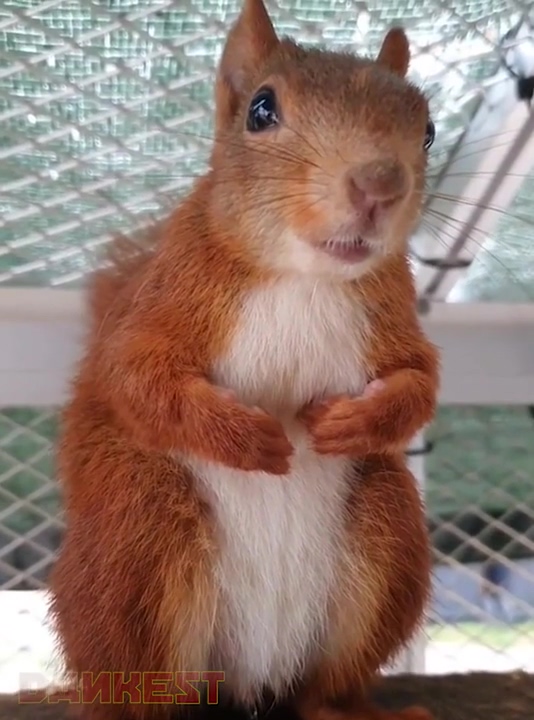 DUMPERT - Eekhoorn is BOOS