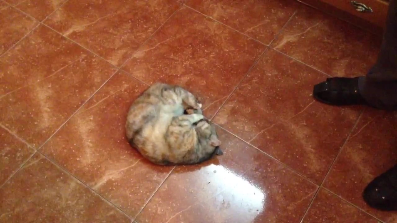 DUMPERT - Kat tript van olijven