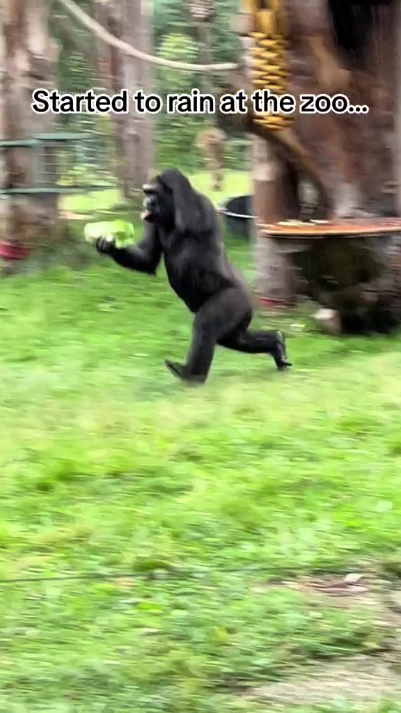 DUMPERT - Argghhh het regent