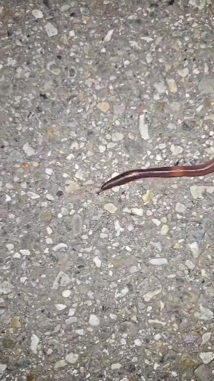 DUMPERT - Worm chappen kan gewoon