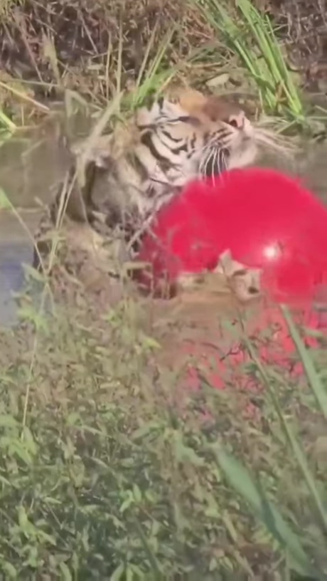 DUMPERT - Kat blijft kat