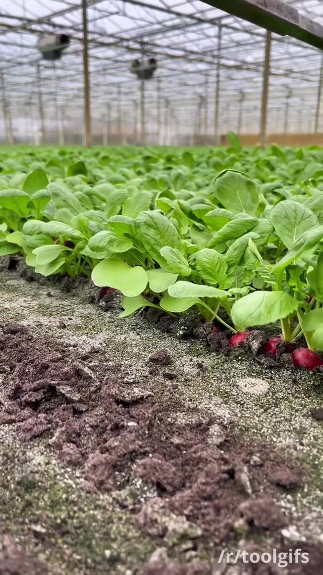 DUMPERT - Radijsjes oogsten