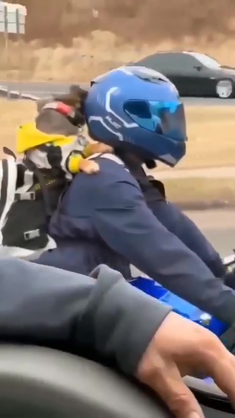 DUMPERT - Hond meenemen op de motor