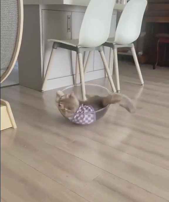 DUMPERT - Kat in bakkie