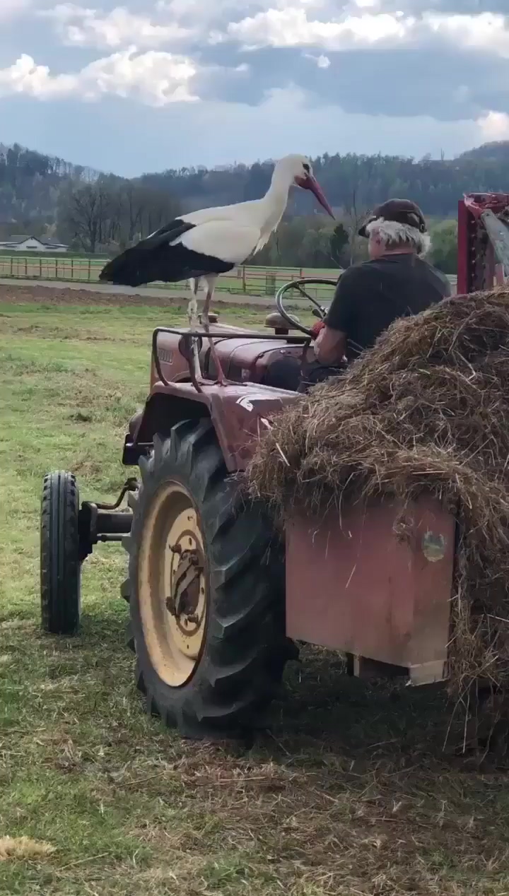 DUMPERT - Hey boertje