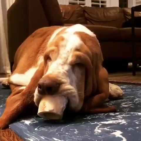 DUMPERT - Likken als Lassie