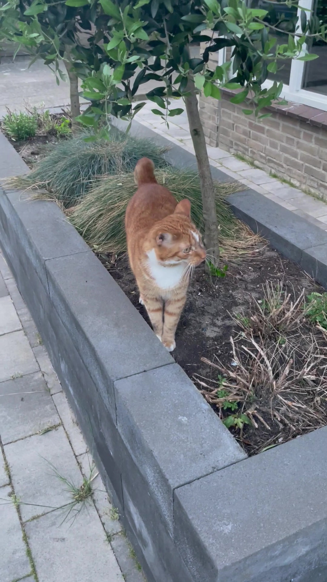 DUMPERT - Kat zegt hallo