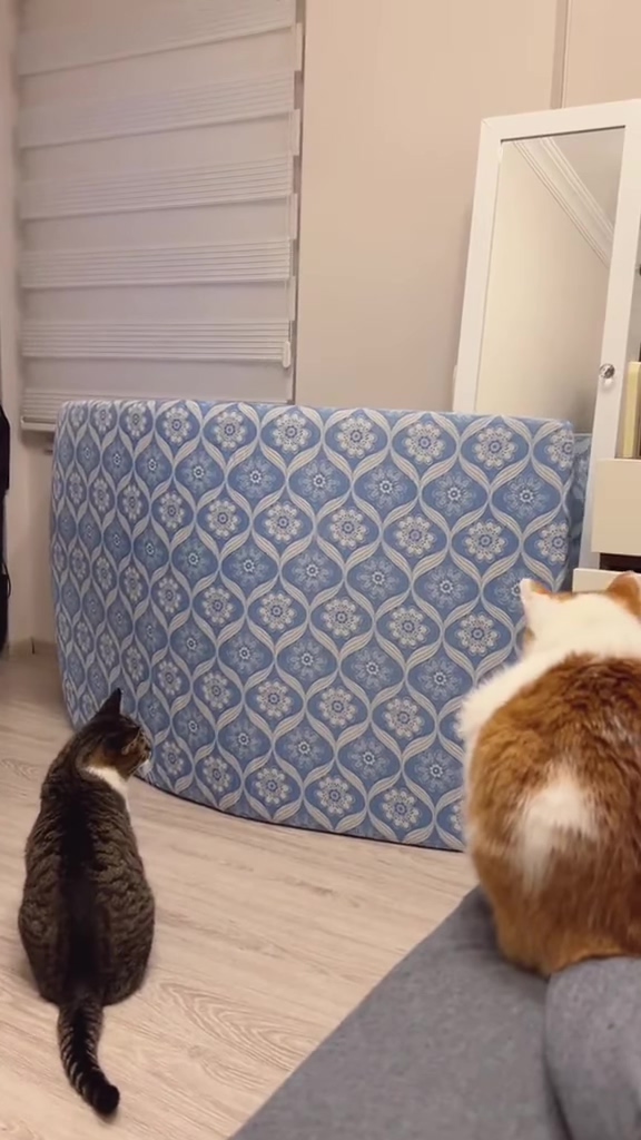 DUMPERT - Eekhoorn geeft show voor pussies