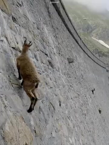 DUMPERT - Berggeiten hebben sgeit aan zwaartekracht