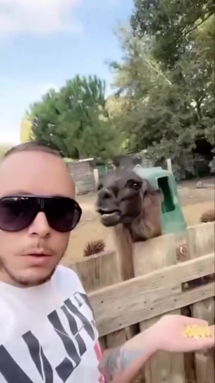 DUMPERT - Lama spot lama