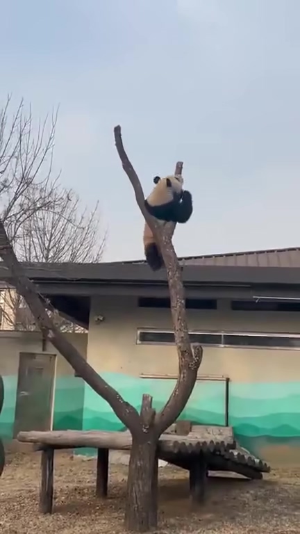 DUMPERT - Dikke panda in de boom