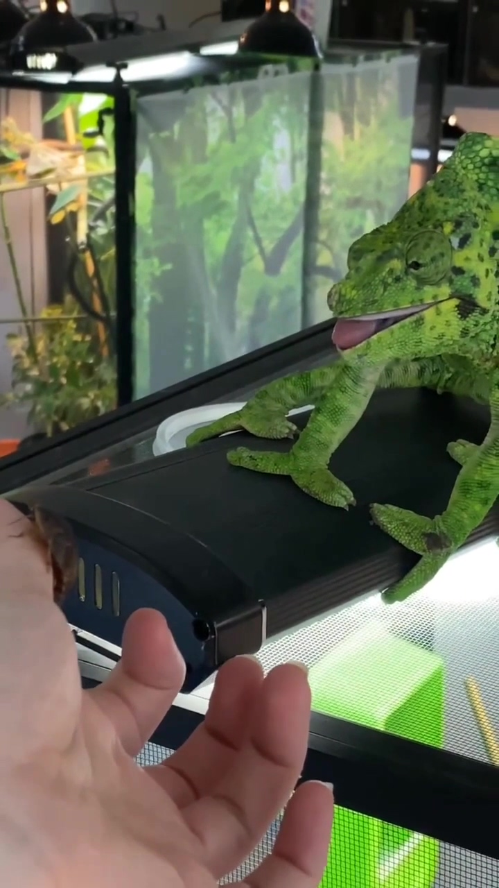 DUMPERT - Wat eten we vandaag?