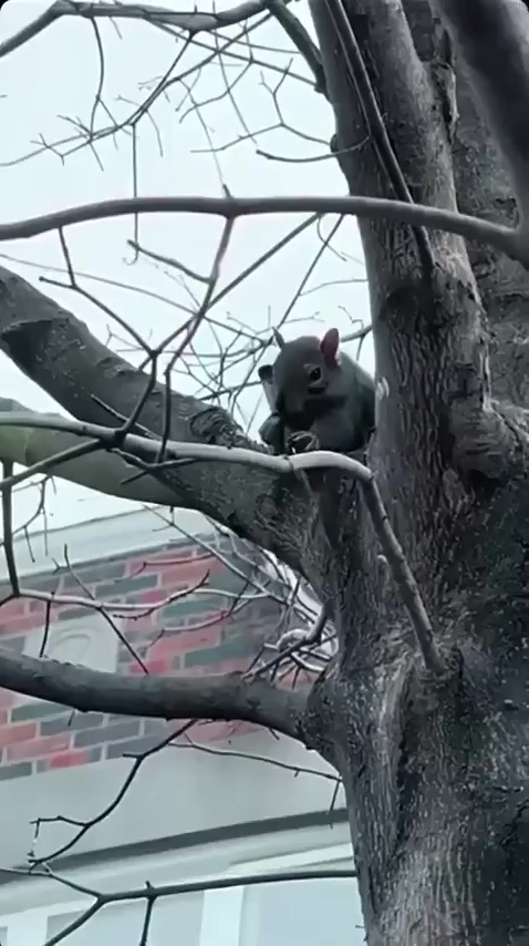 DUMPERT - Eekhoorns passen zich aan aan stadsleven