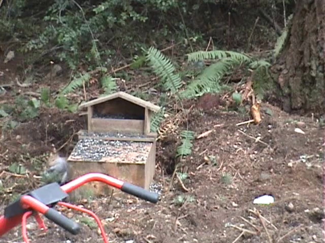 DUMPERT - Eekhoorn met OmValSyndroom