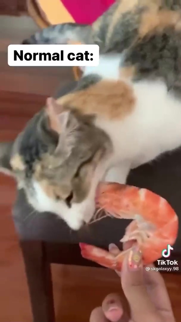 DUMPERT - Normale kat