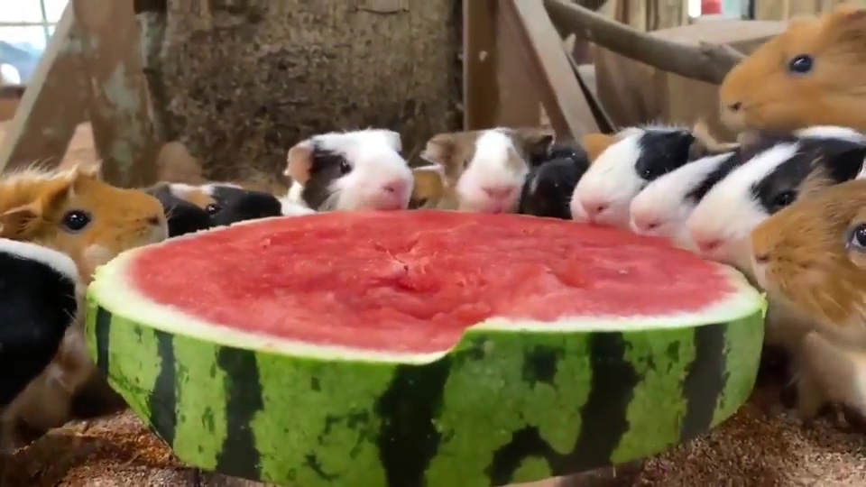 DUMPERT - Cavia's aan de watermeloen