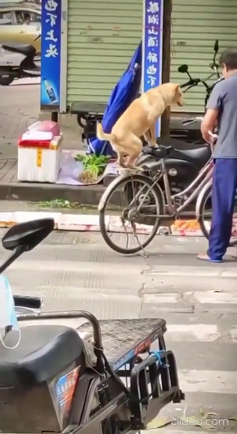 DUMPERT - Spring maar achterop bij mij