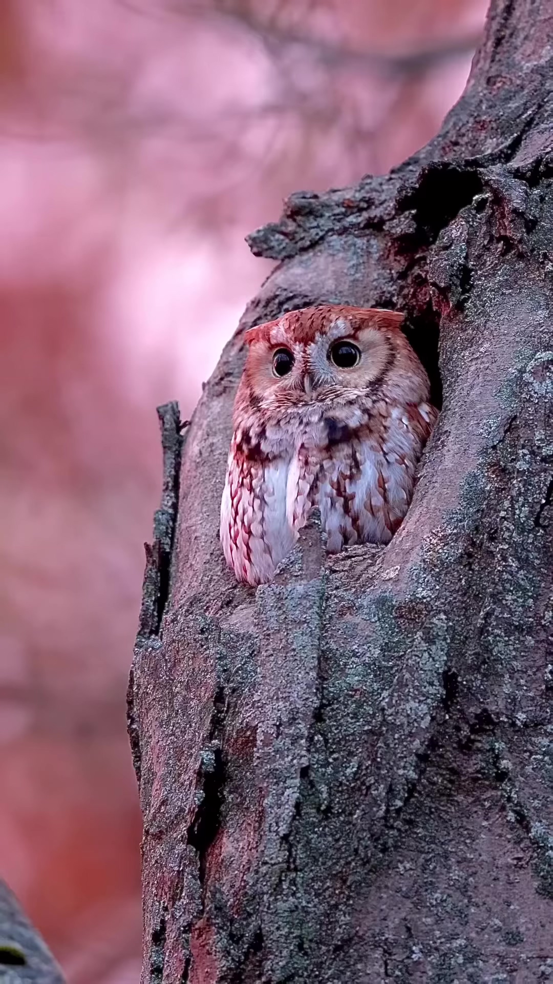 DUMPERT - Uil in boom