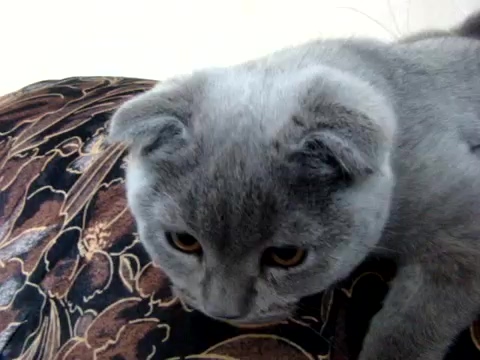 DUMPERT - Blije kat is blij