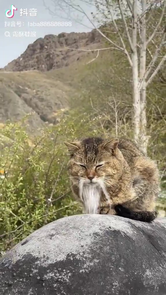 DUMPERT - Lang lang geleden kat