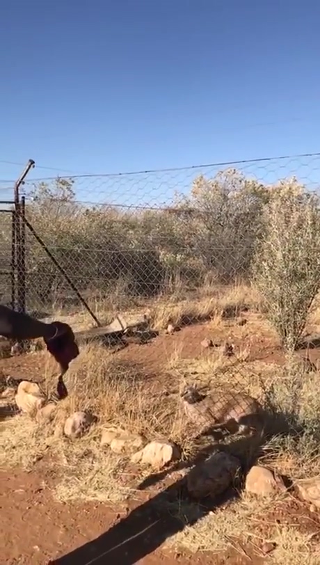 DUMPERT - Stukkie vlees?