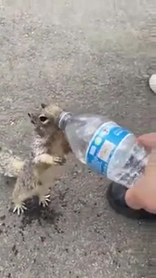 DUMPERT - Dorstige eekhoorn