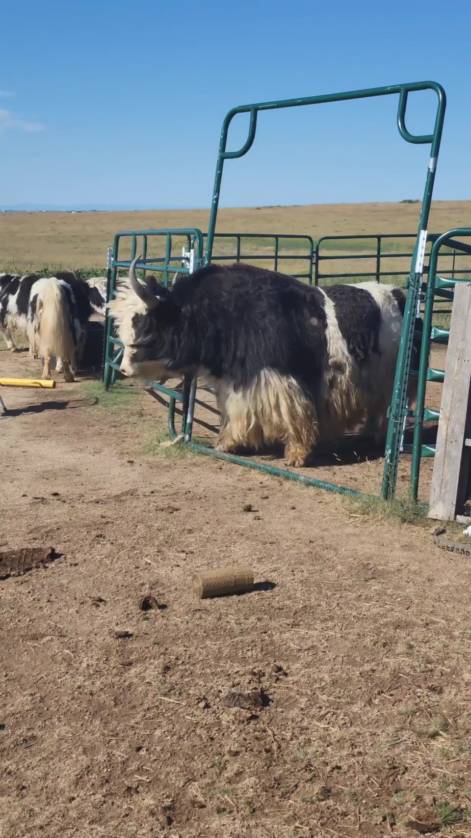 DUMPERT - Stoere stier