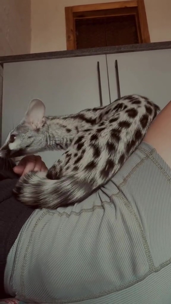 DUMPERT - Genieten met genetkat