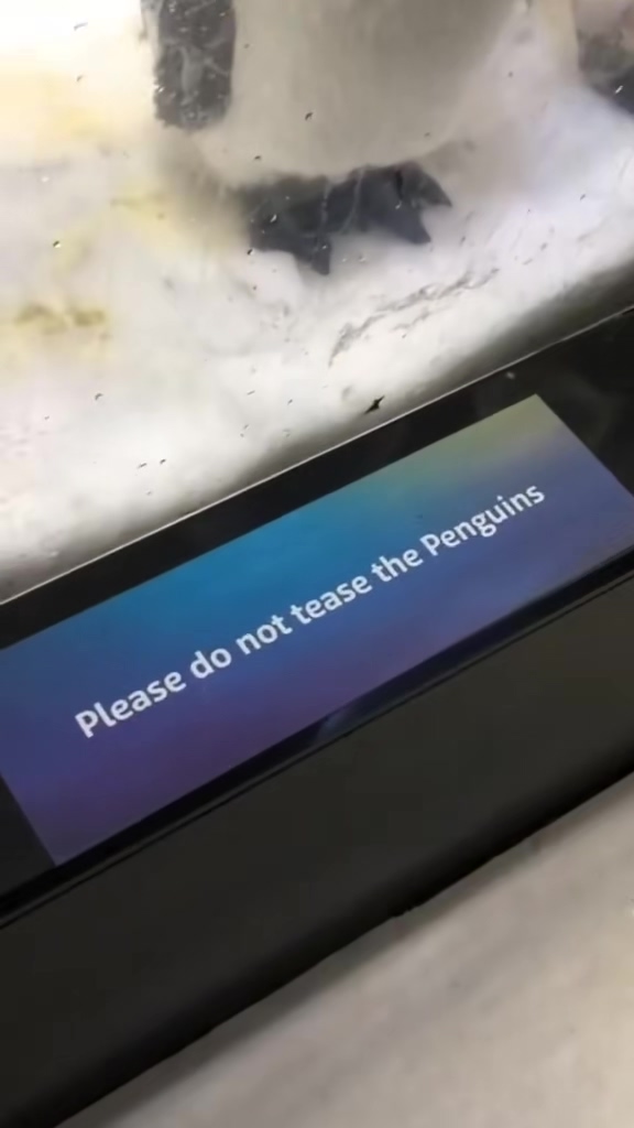 DUMPERT - Niet de pinguïns teasen