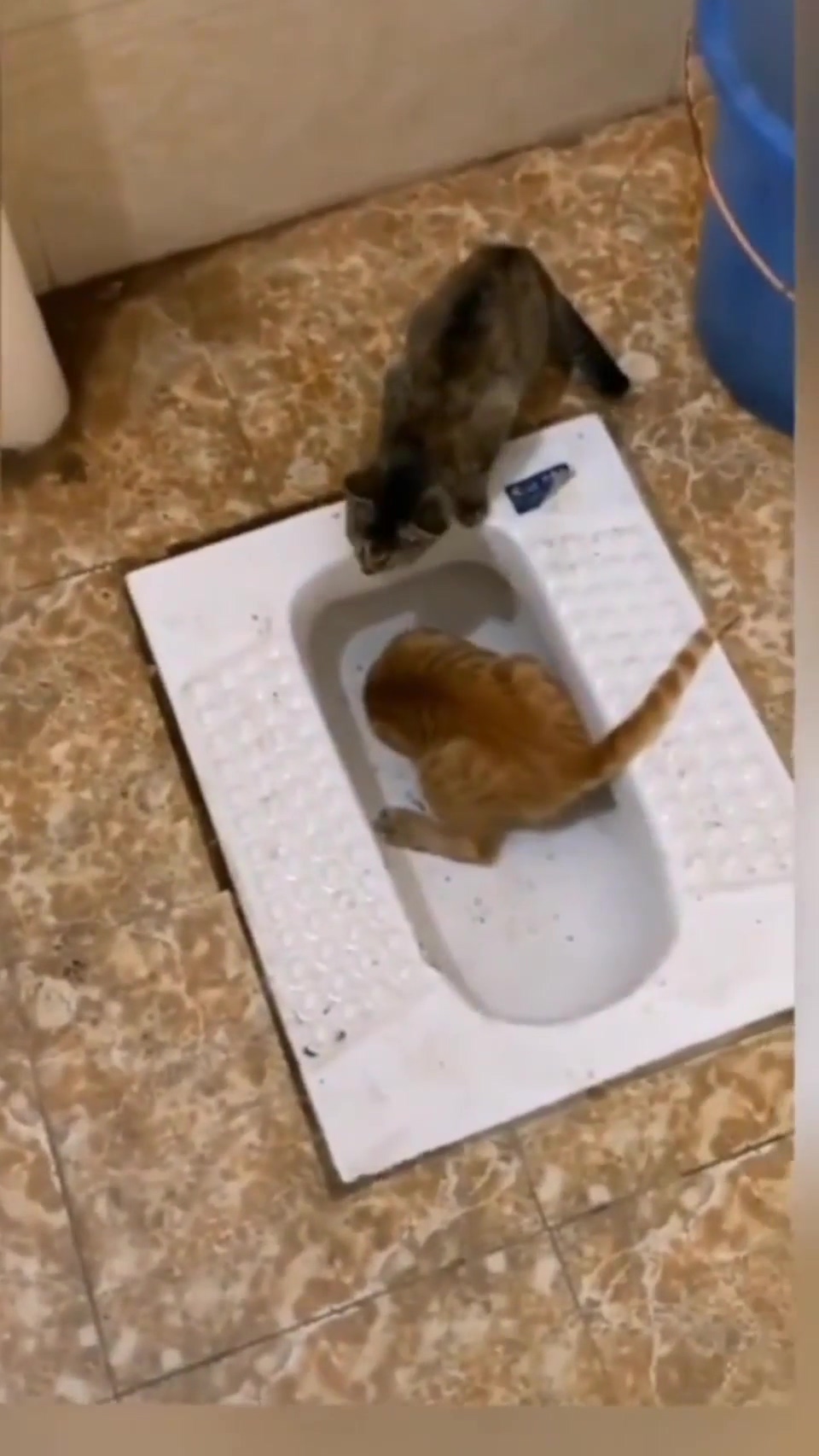 DUMPERT - Kat in bakkie