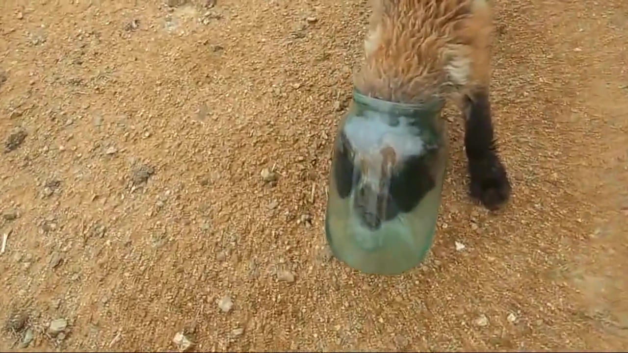 DUMPERT - Lieve vos zit vast met kop