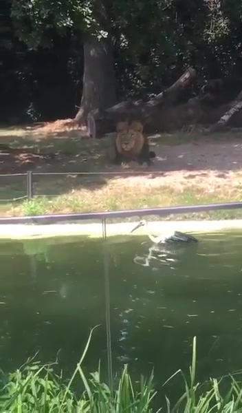 DUMPERT - Ooievaar landt in de verkeerde vijver