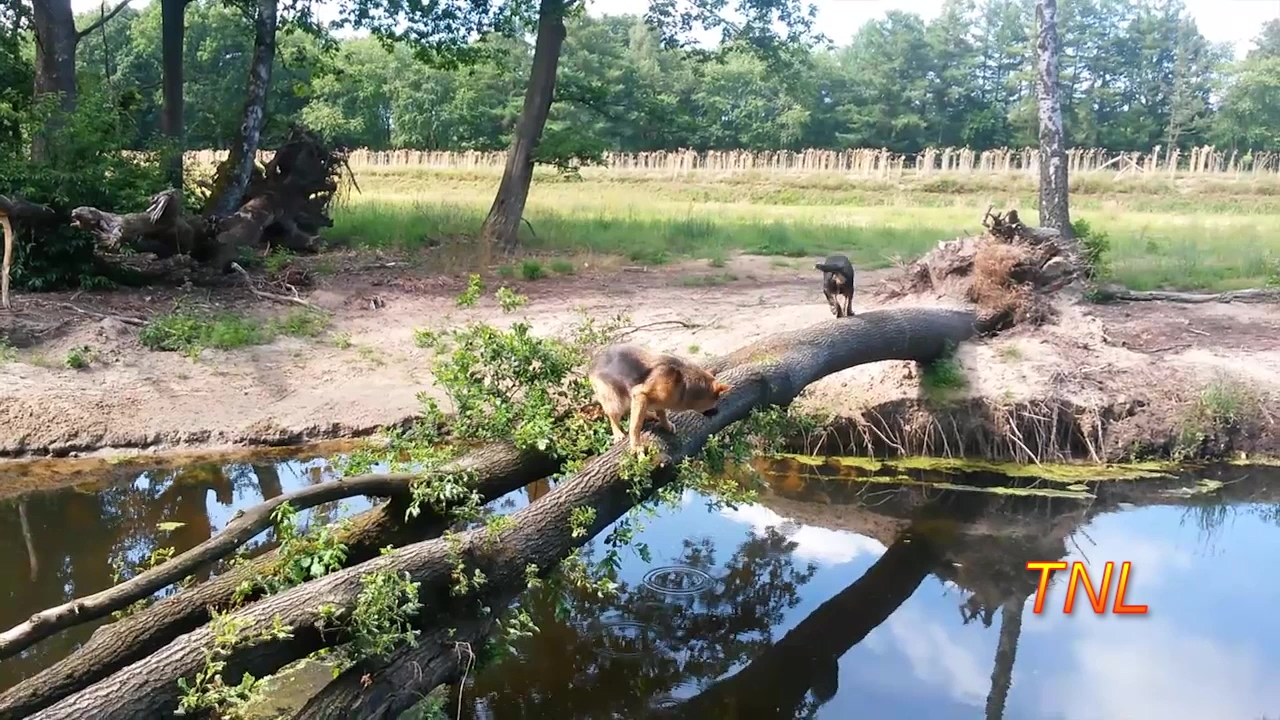 DUMPERT - Dumpert Fail Compilatie TNL