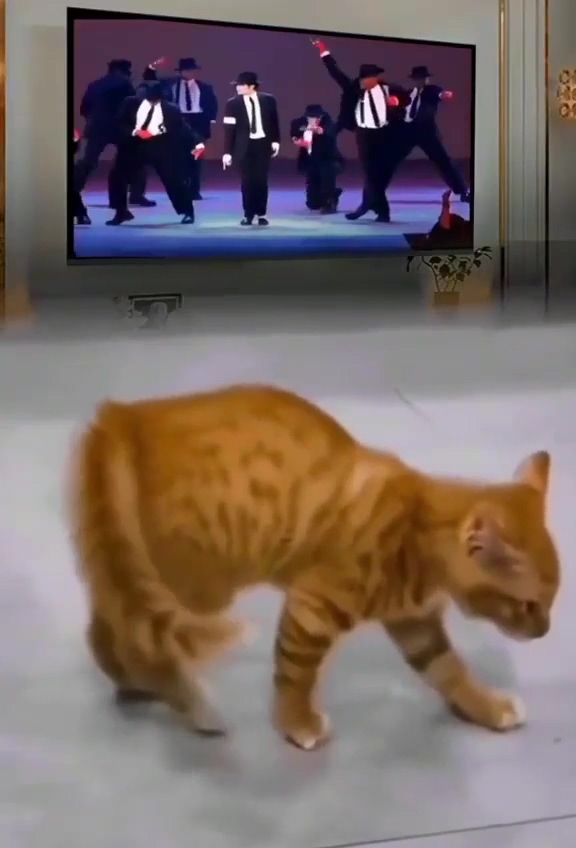 DUMPERT - Hey Michael