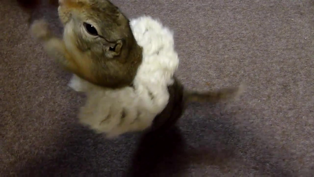 DUMPERT - Dansende eekhoorn