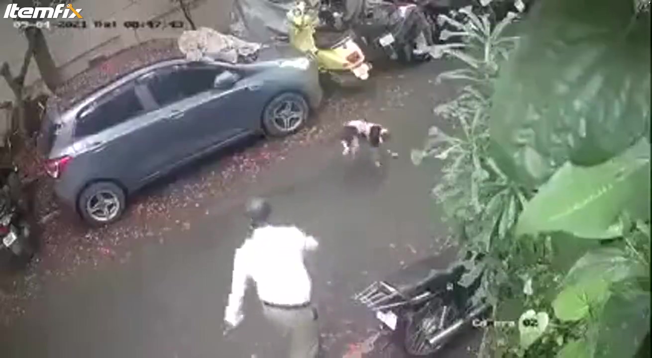 DUMPERT - Droplul gooit steen naar zwerfhond