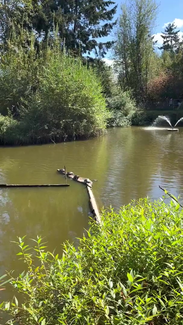 DUMPERT - Schildpadden spelen wipeout