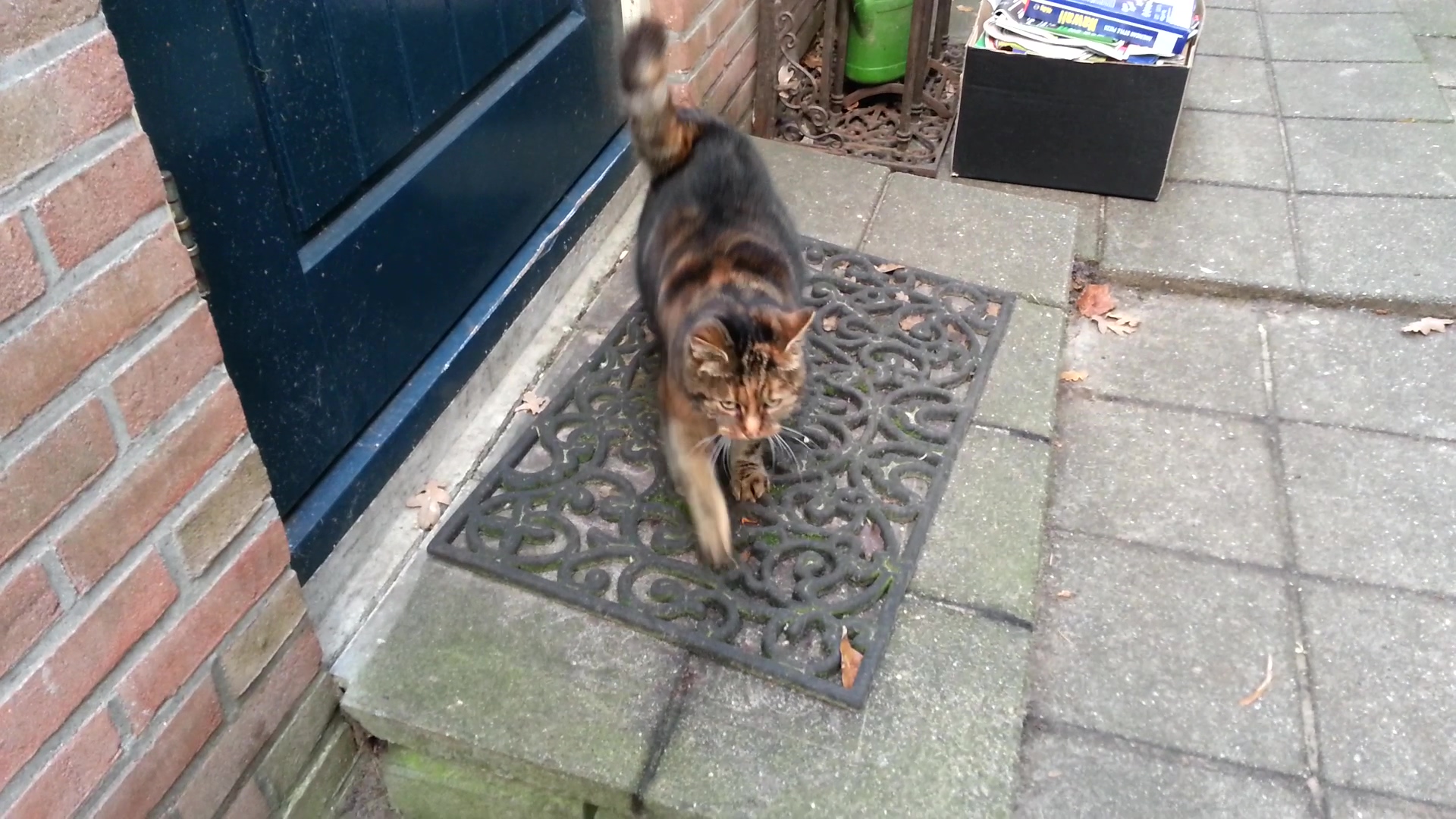 DUMPERT - Hallo kat.