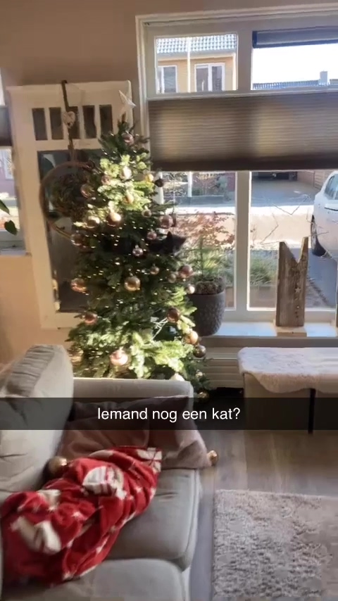 DUMPERT - Kat te koop