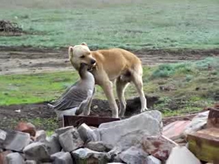 DUMPERT - Hond vs. Gans