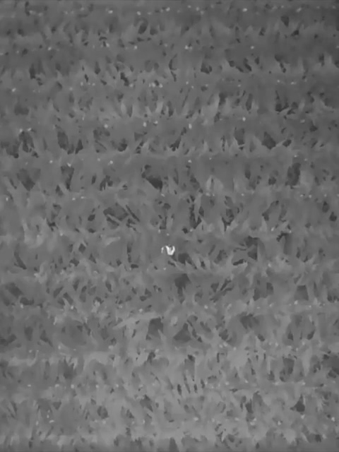 DUMPERT - Kind van 3 kwijt in reusachtig maisveld